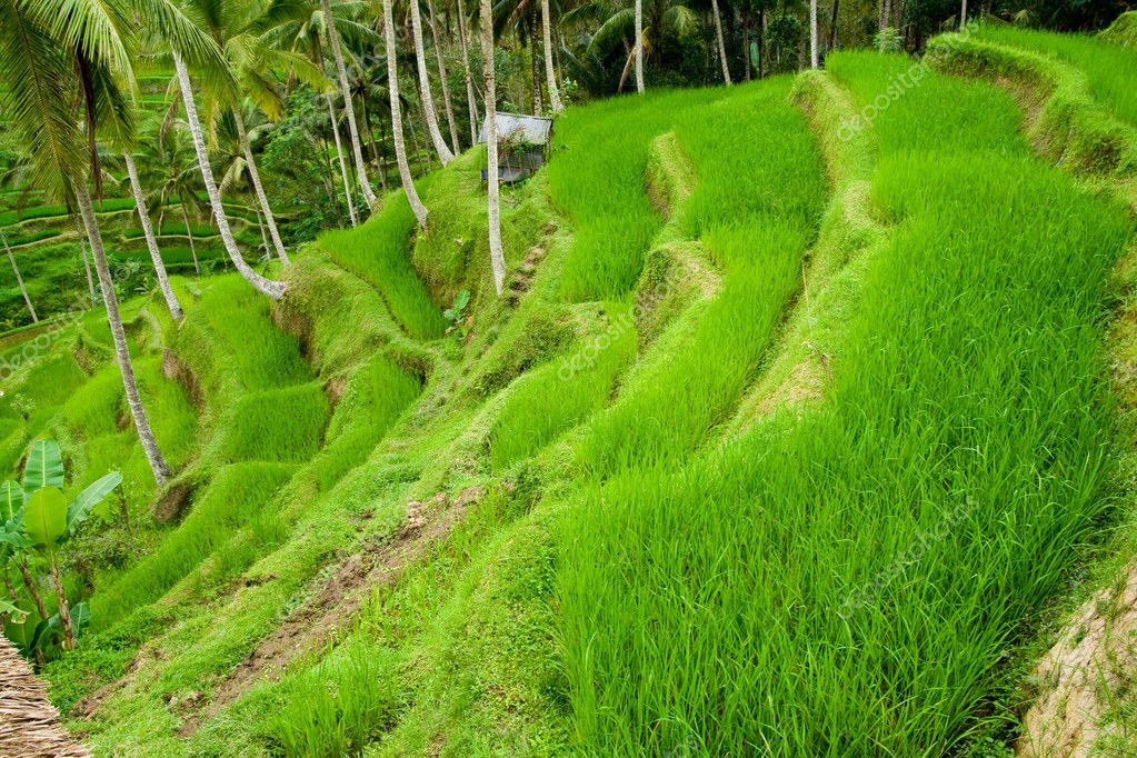 Rice terrace Stock Photo by ©miskolin 1920601
