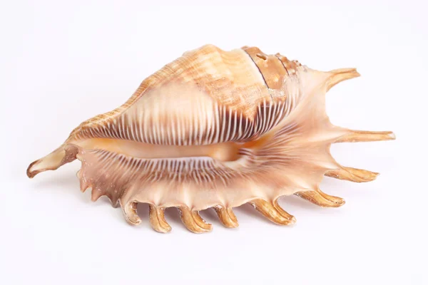 One big shellfish — Stock Photo © shcheglov #1961958