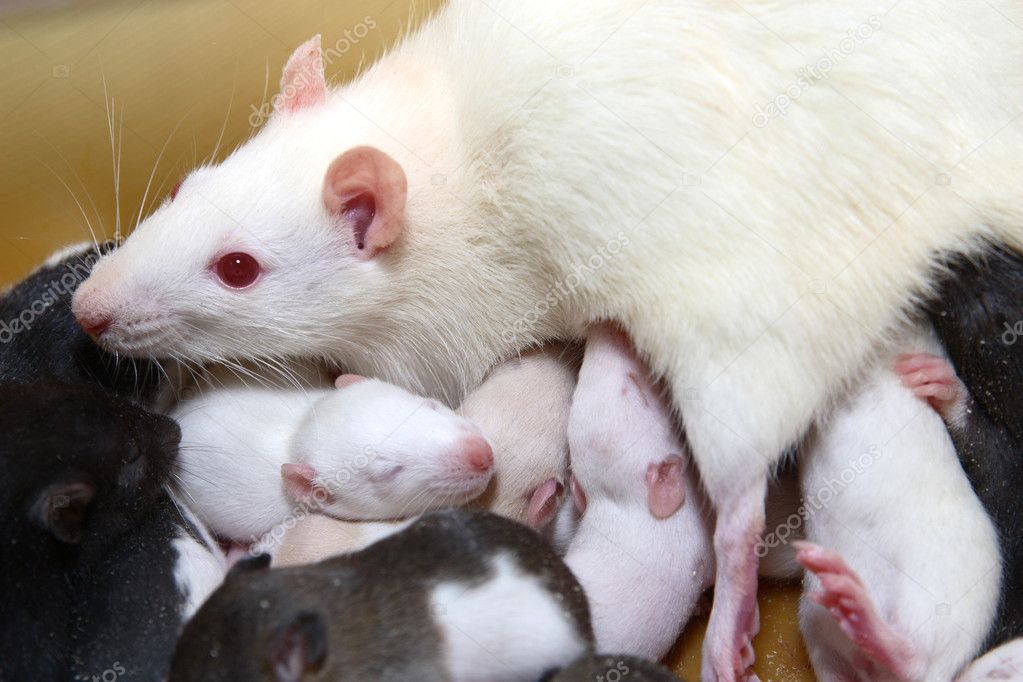 Rat family — Stock Photo © shcheglov #1962979