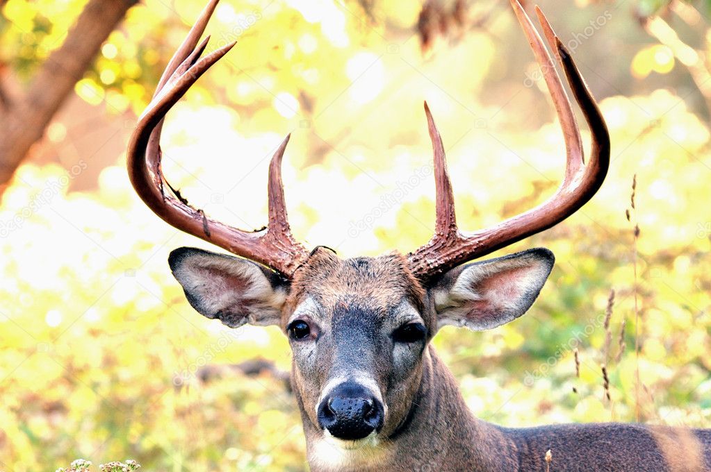 Whitetail Deer Buck Stock Photo by ©brm1949 1991462