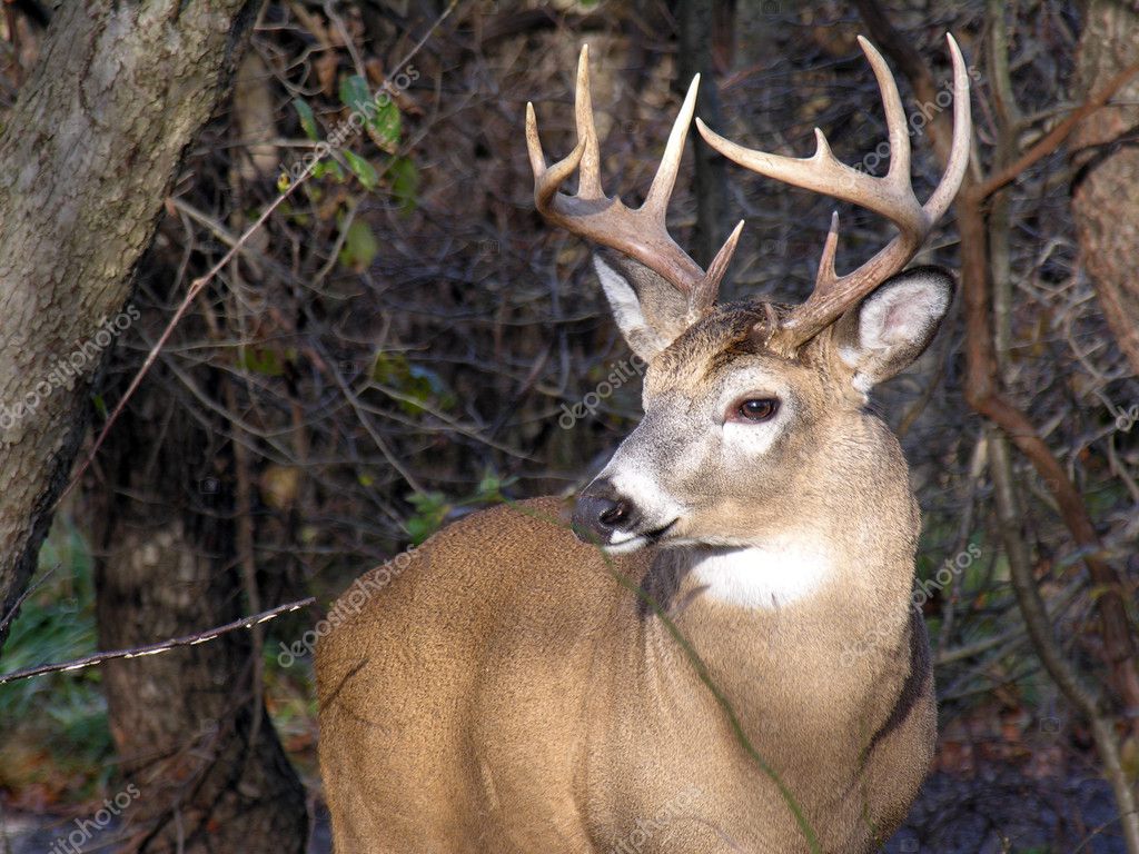 Whitetail Deer Buck — Stock Photo © brm1949 #1991567
