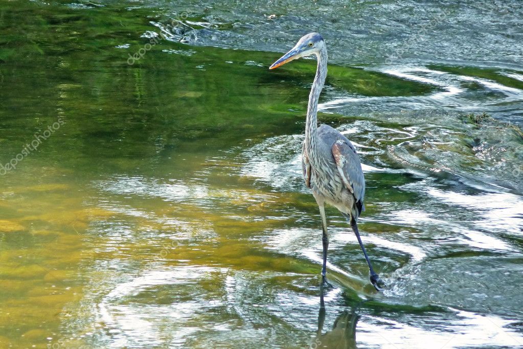Caza de garza azul en corrientes fluviales 2025
