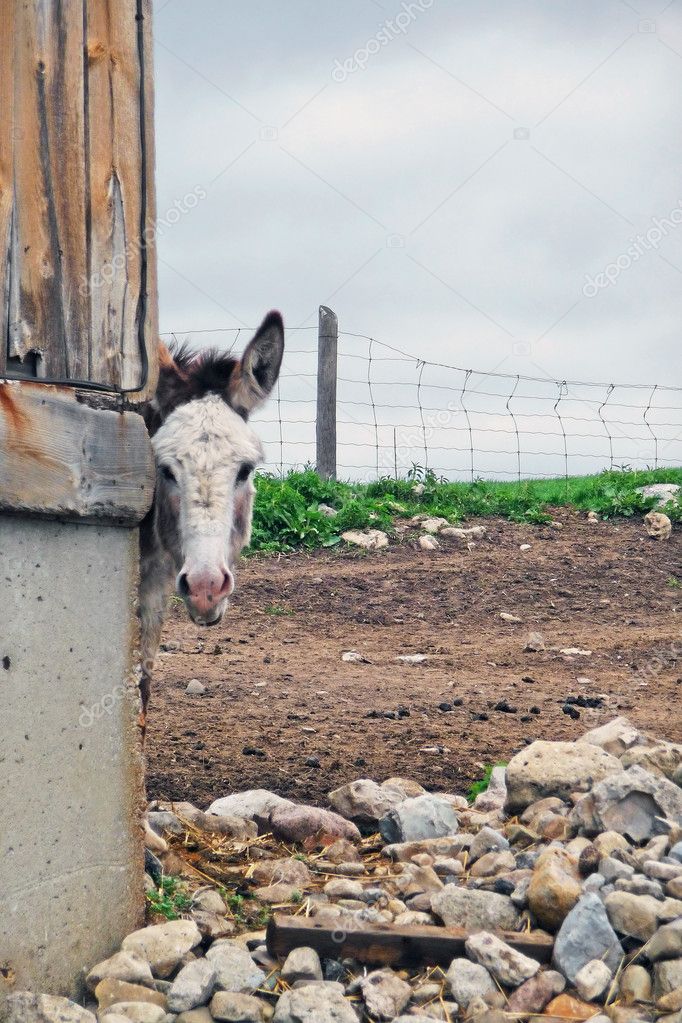 Donkey peering around barn corner — Stock Photo © evoken68 #2459620