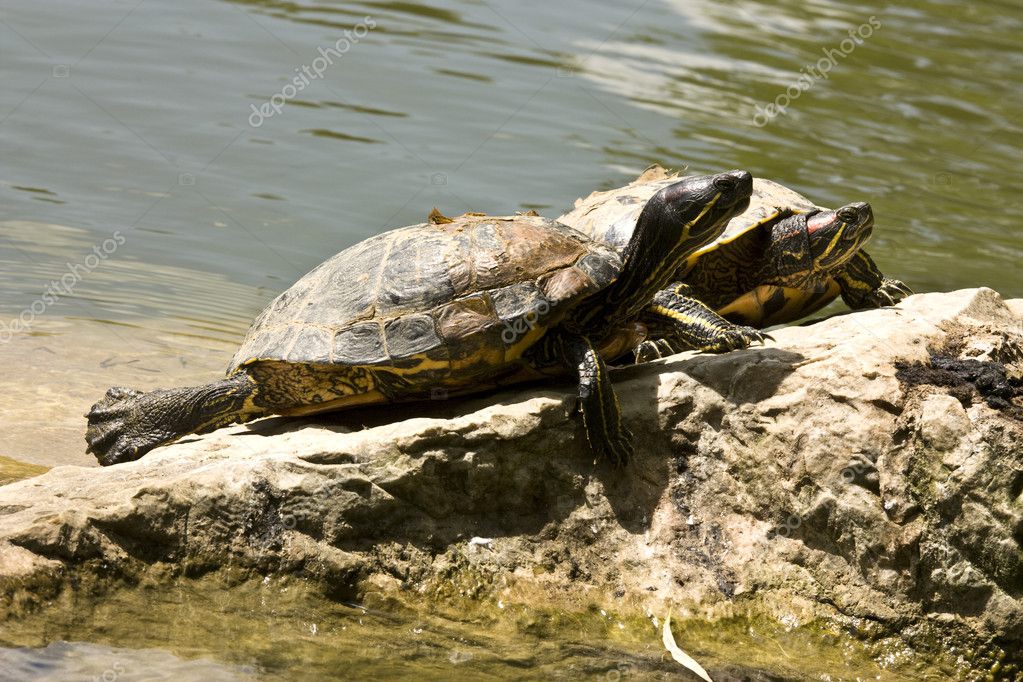 Turtles on rock — Stock Photo © Joingate #2124029
