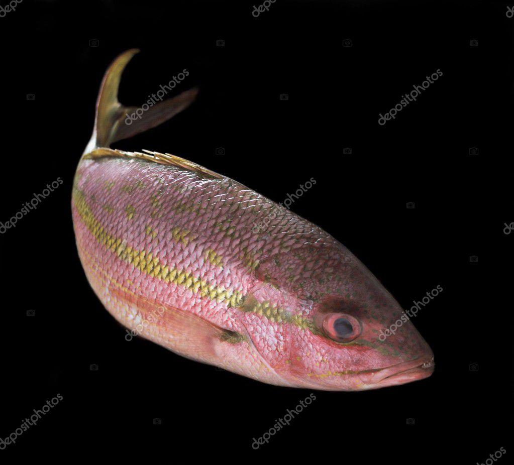 Yellowtail snapper Stock Photo by ©aliced 1967583