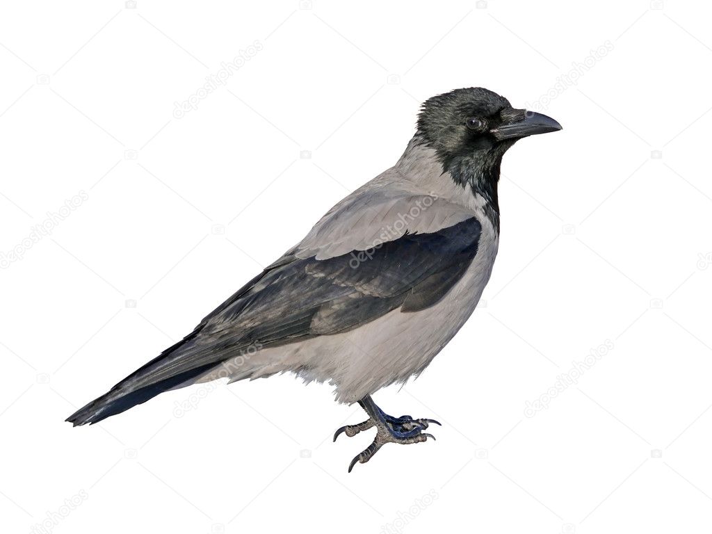 Grey crow — Stock Photo © ddcoral #2207694