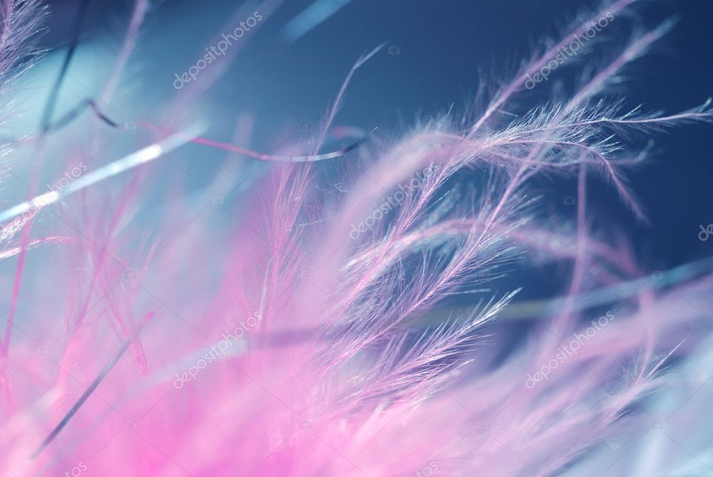 Fragile feathers Stock Photo by ©casaalmare 2600243