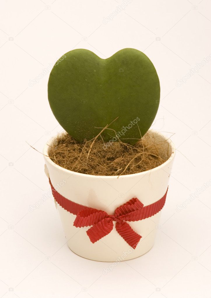 Heart shaped Cactus Stock Photo by ©garnham123 1986819