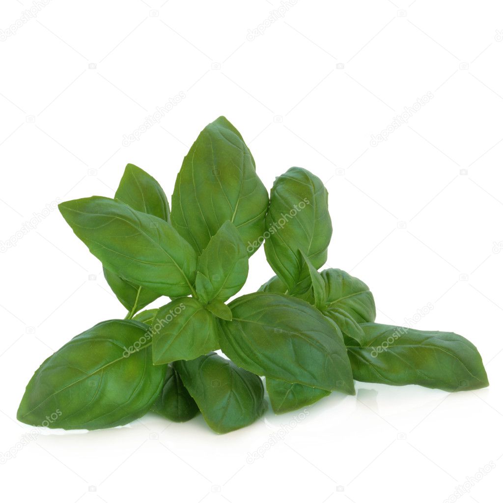 Basil Herb Leaf Sprig Stock Photo by ©marilyna 1988406