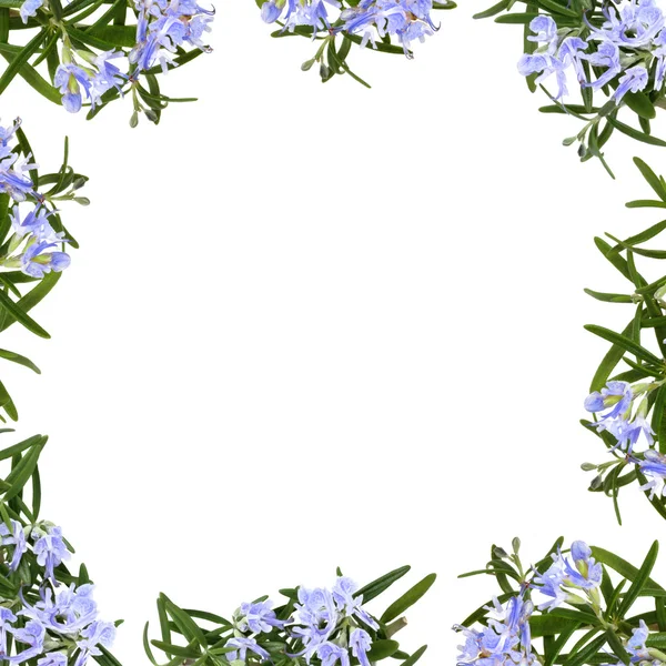 Rosemary frame Stock Photos, Royalty Free Rosemary frame Images ...