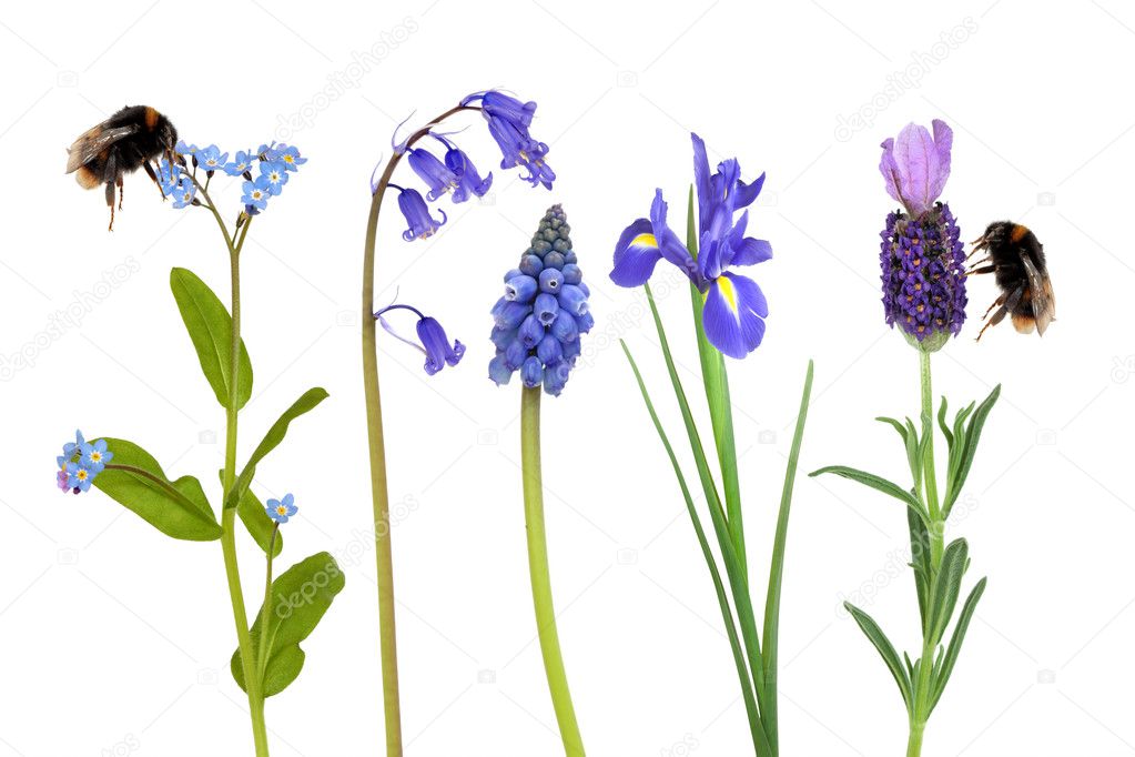 Bumble Bees and Spring Flowers Stock Photo by ©marilyna 2054043