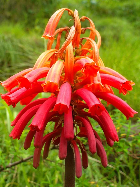 Flora amazonia Stock Photos, Royalty Free Flora amazonia Images ...