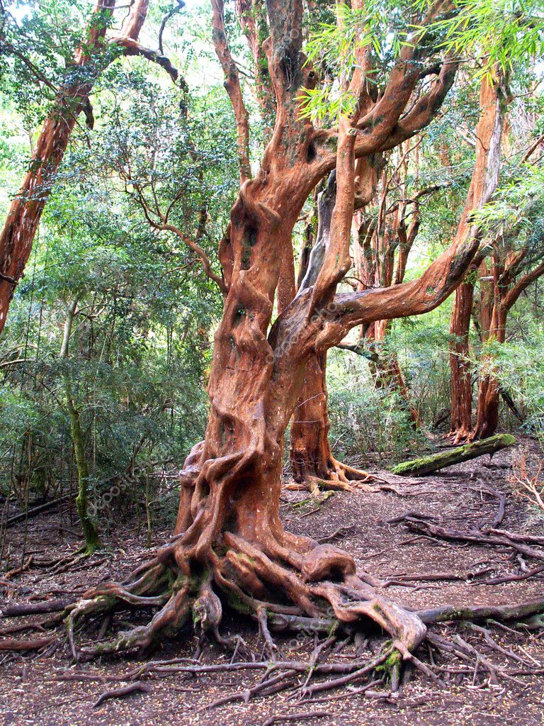 Árbol de Arrayán — Foto de stock © thoron77 #2036493