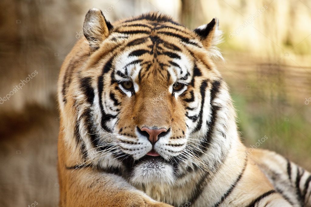 Cute Tiger — Stock Photo © genious2000de #2043579