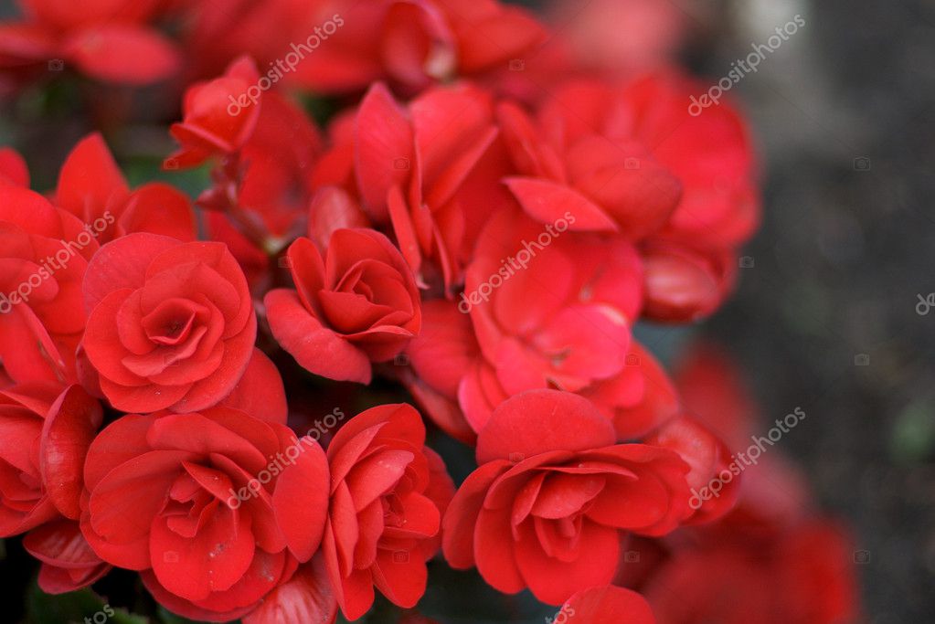 Red begonias Stock Photo by ©spe_dep 2167441