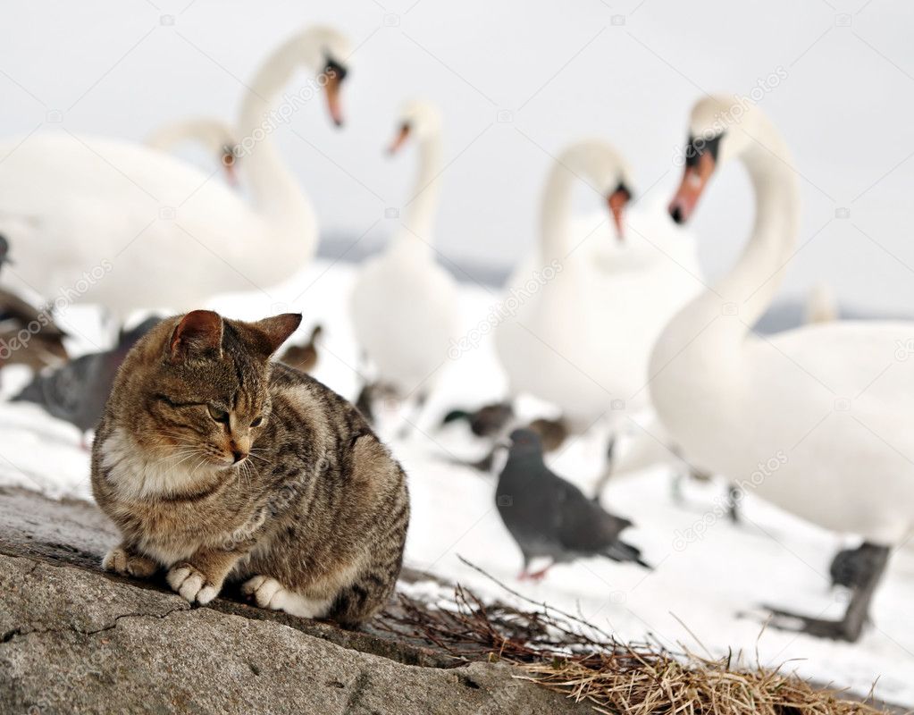 Not friendly birds Stock Photo by ©vladimirs 2153770