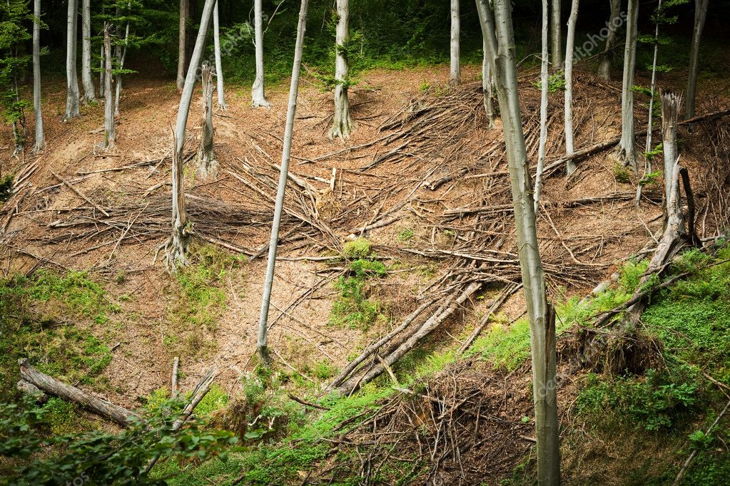 Fallen trees — Stock Photo © Xalanx #2011157