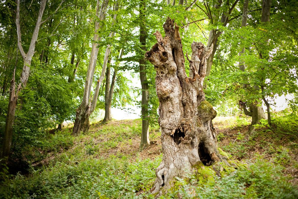 Tree stump Stock Photo by ©Xalanx 2011254