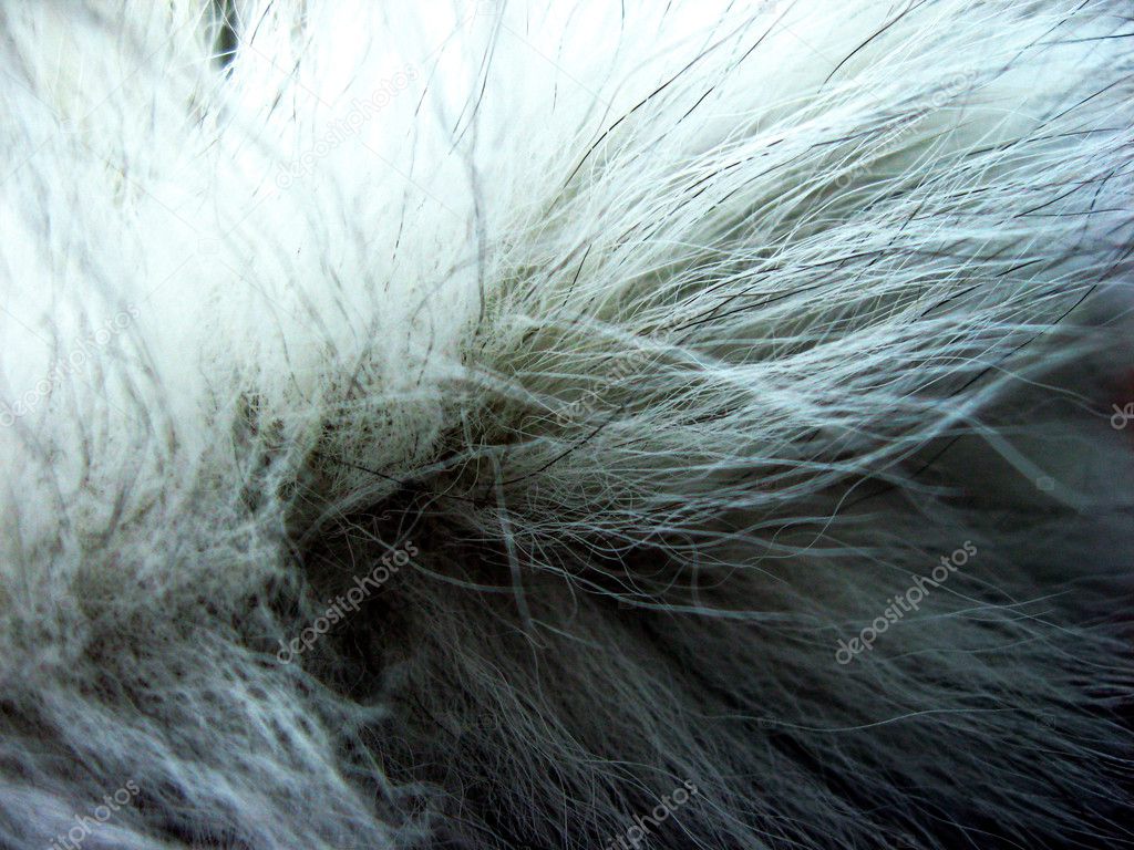Fur — Stock Photo © kpatyhka #2186424