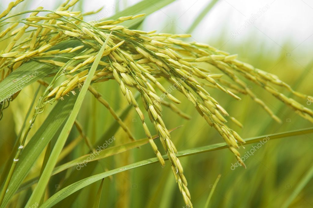 Paddy rice. — Stock Photo © szefei #2359384