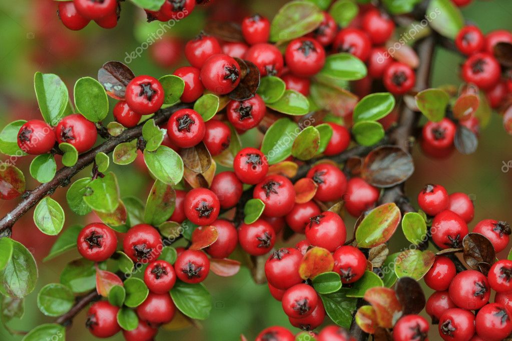 frutos rojos — Foto de stock © Tomashko #2480132