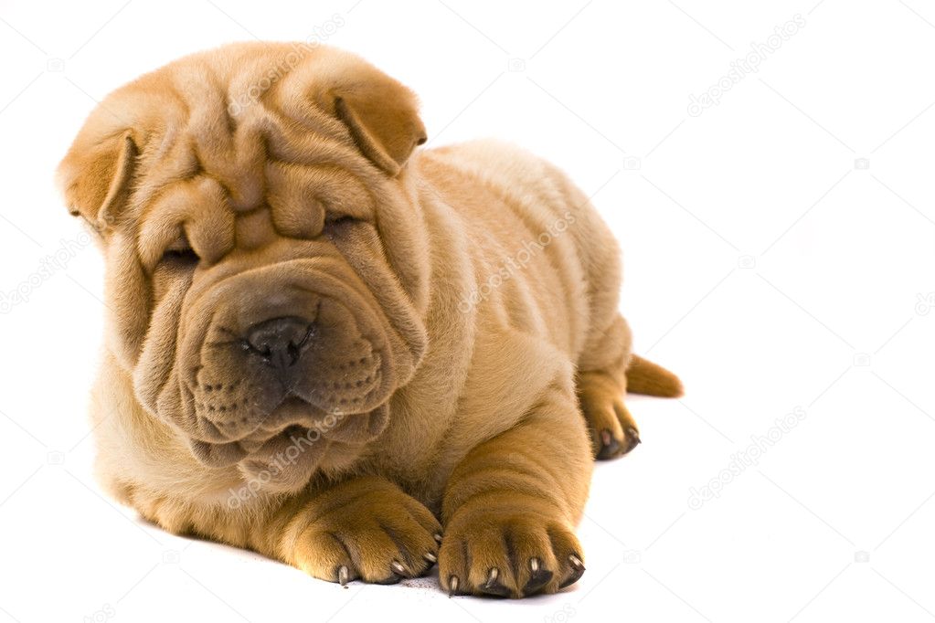 Chien Sharpei — Photo de stock par ©kavita - 2052291