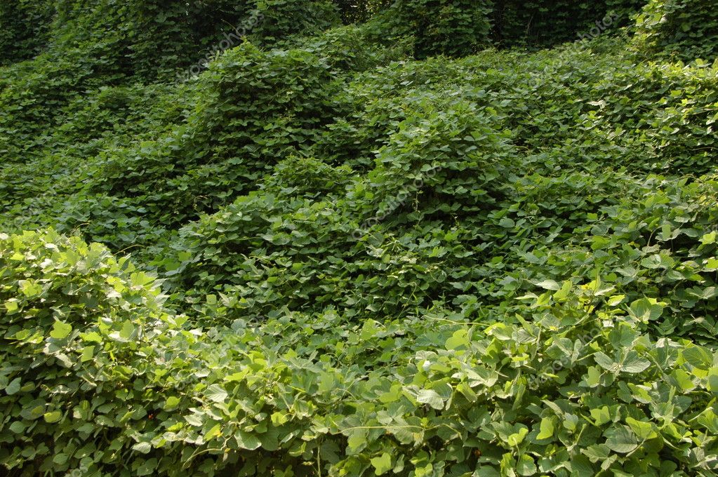 Kudzu vines Stock Photo by ©tsmarkley 1998378