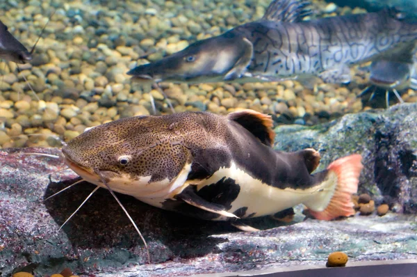 Catfish — Stock Photo © andreasgradin #3517486