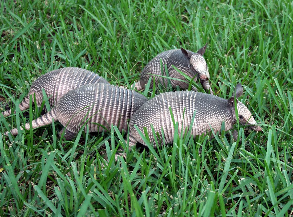 Armadillo Babies — Stock Photo © Irisangel #2191544