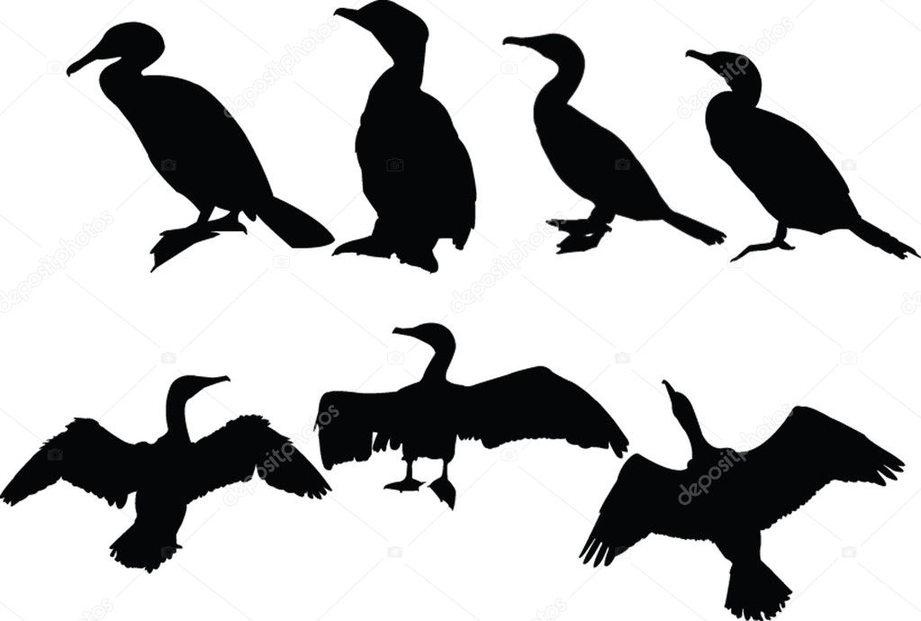 Cormorants collection Stock Vector Image by ©vule46 #2152854