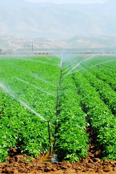 Water irrigation Pictures, Water irrigation Stock Photos & Images ...