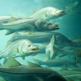 37 Snook Vector Images | Depositphotos