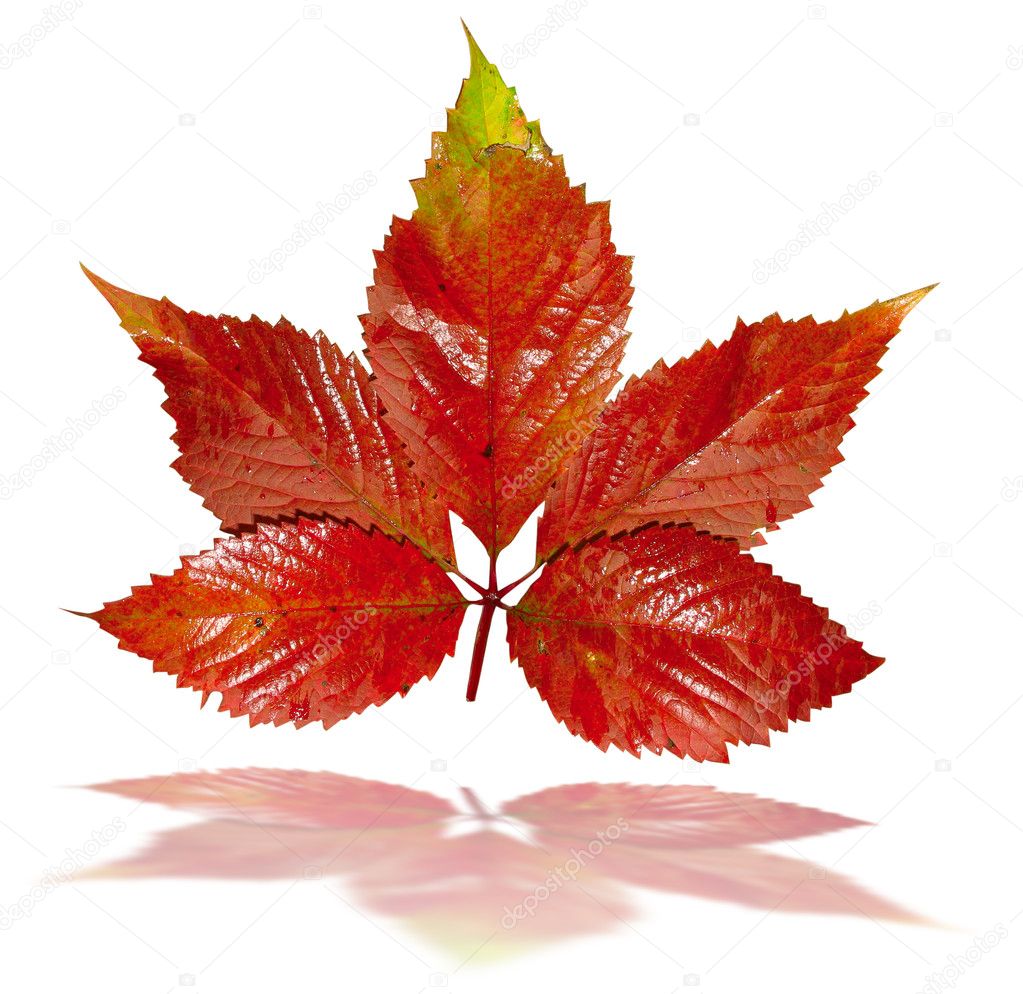 Red autumn leaf isolated on white — Stock Photo © arogant #2257379