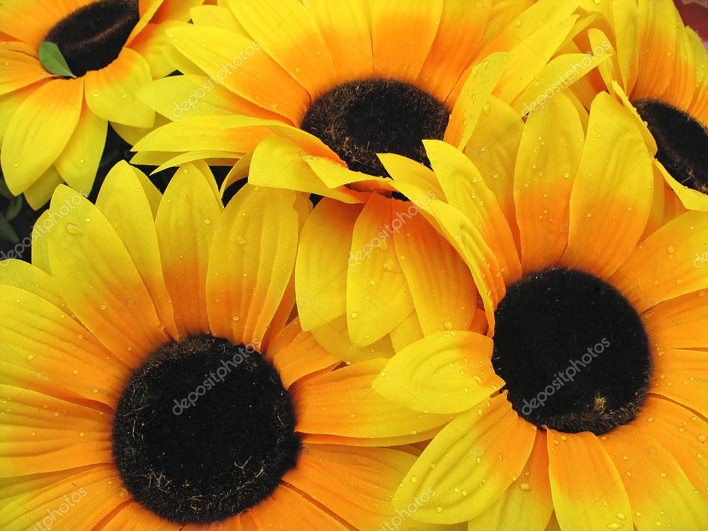 Beautiful yellow Sunflower petals — Stock Photo © arogant #2258048