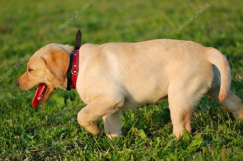Puppy Labrador on the green grass Stock Photo by ©art_man 2511215