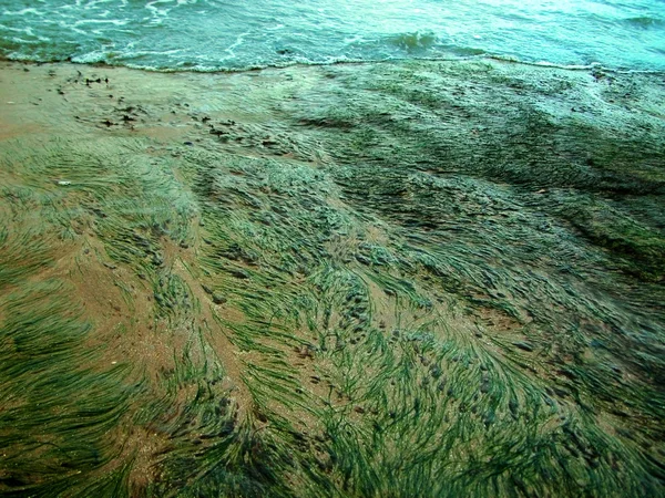 Marine pollution Stock Photos, Royalty Free Marine pollution Images ...