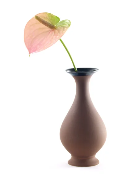Vase with plant Stock Photos, Royalty Free Vase with plant Images ...