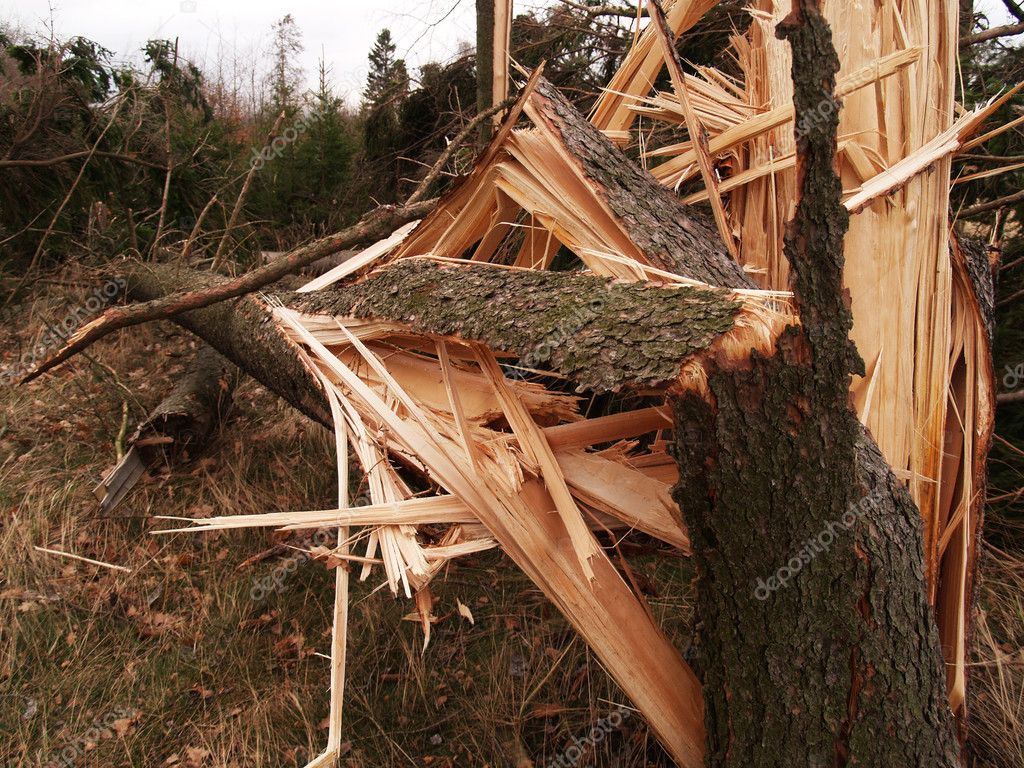 Trees devastated by windstorm — Stock Photo © merial #2319485