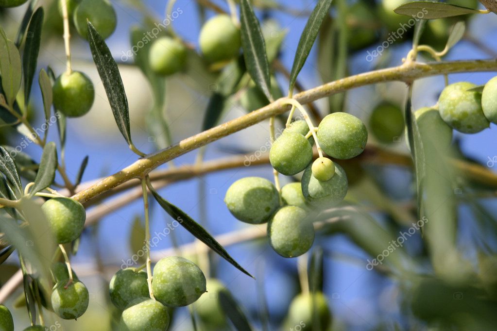 Olive Branch Stock Photo by ©halina_photo 2315912