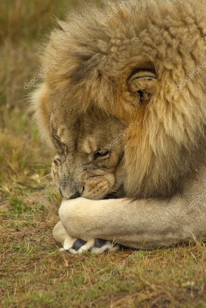 Male lion lying down — Stock Photo © Heinschlebusch #2333339
