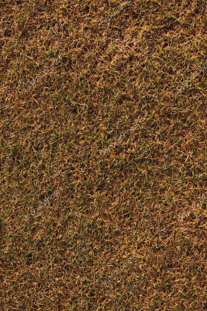 Old grass background ⬇ Stock Photo, Image by © Johann #2292286