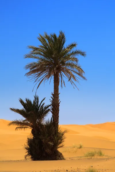 Sahara desert palm trees images libres de droit, photos de Sahara ...