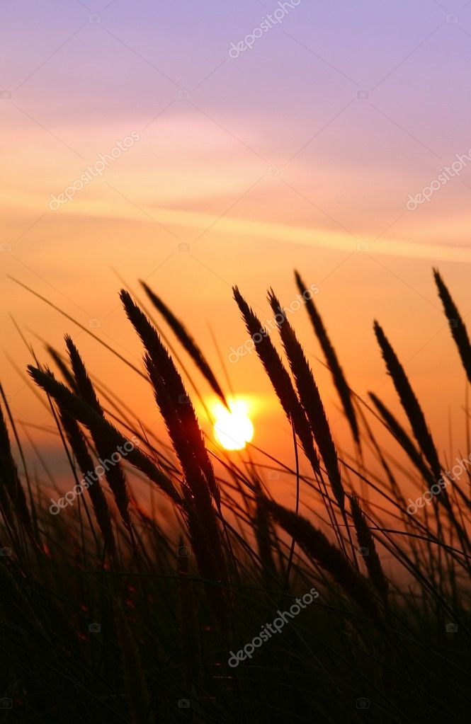 Summer rushes Stock Photo by ©yoka66 2249817
