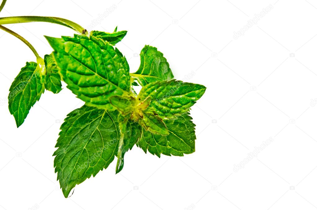 Peppermint leaf with dew drop Stock Photo by ©lucky777 2180953