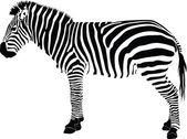 Zebra - vector illustration — Stock Vector © mtmmarek #18353841