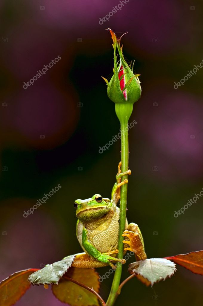 Frog — Stock Photo © kyslynskyy #2326177