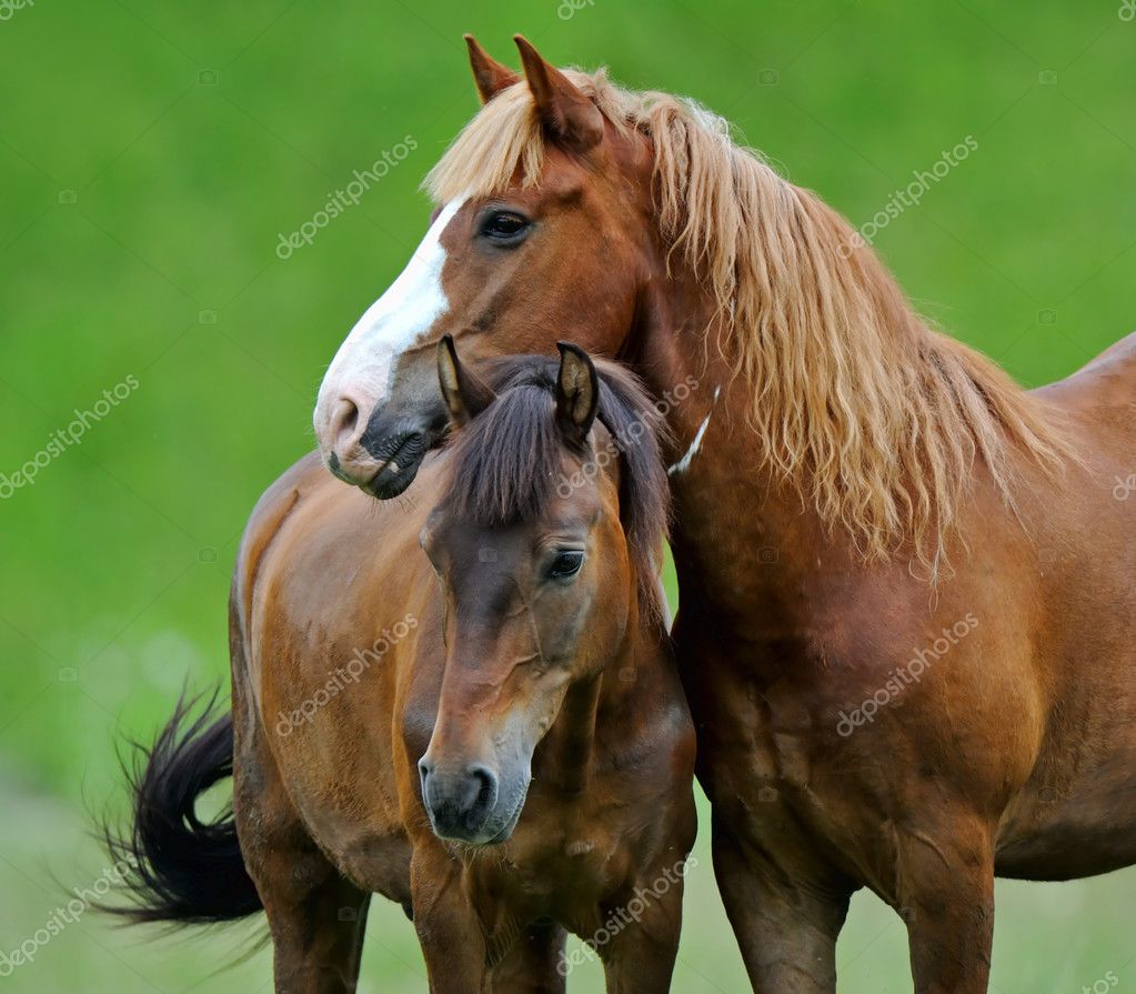 Horse Stock Photo by ©kyslynskyy 2633573