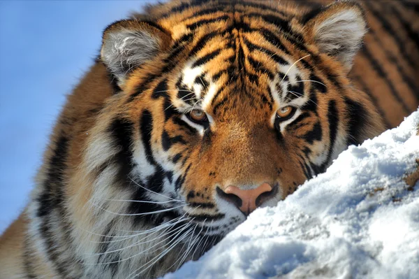 Tigerlady Stock Photos, Royalty Free Tigerlady Images | Depositphotos