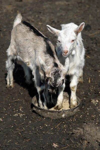 Baby goats Stock Photos, Royalty Free Baby goats Images | Depositphotos