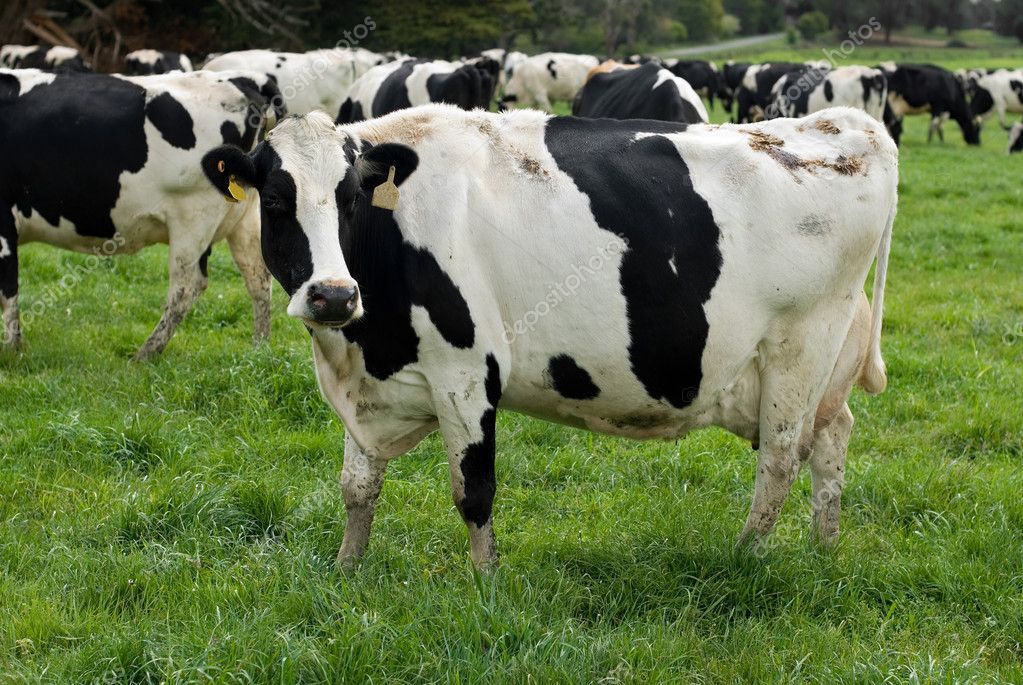 Holstein Friesian Cows — Stock Photo © PhillipMinnis #2228671